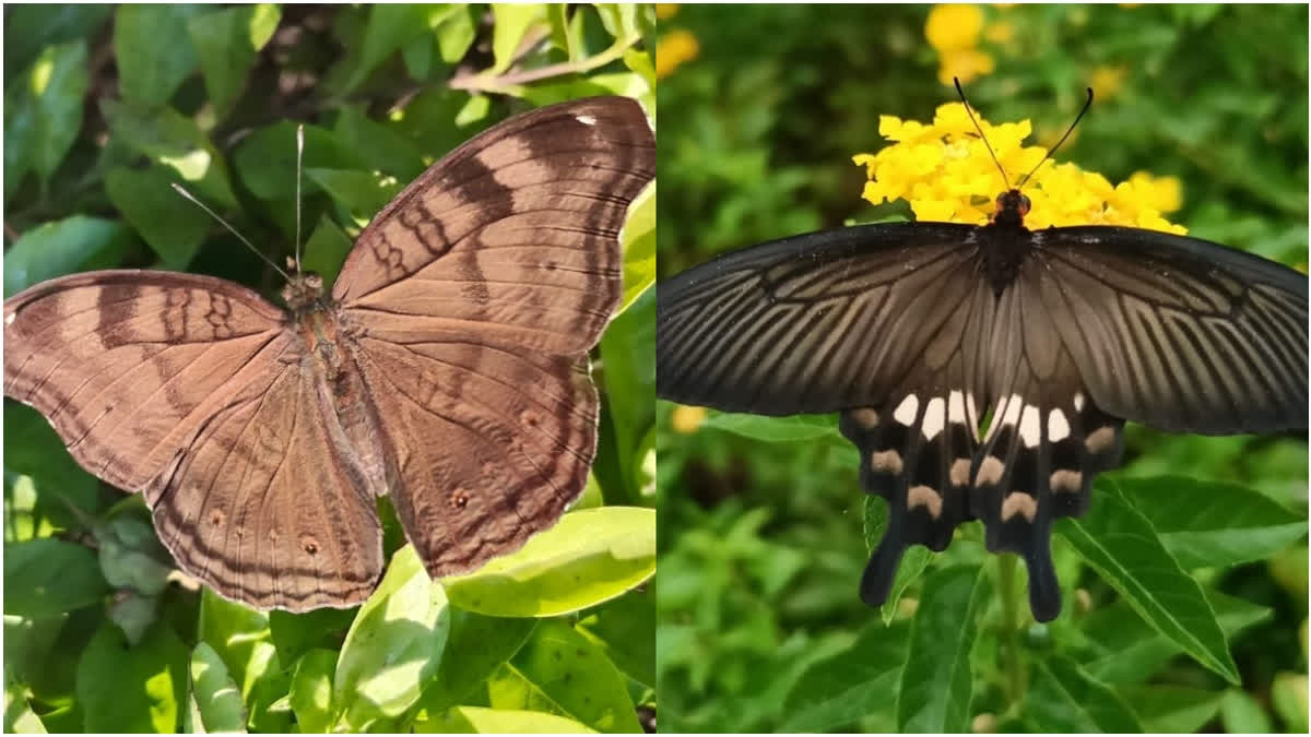 Bodh Gaya's Butterfly Park: A Sanctuary For 94 Species, Featuring Rare ...