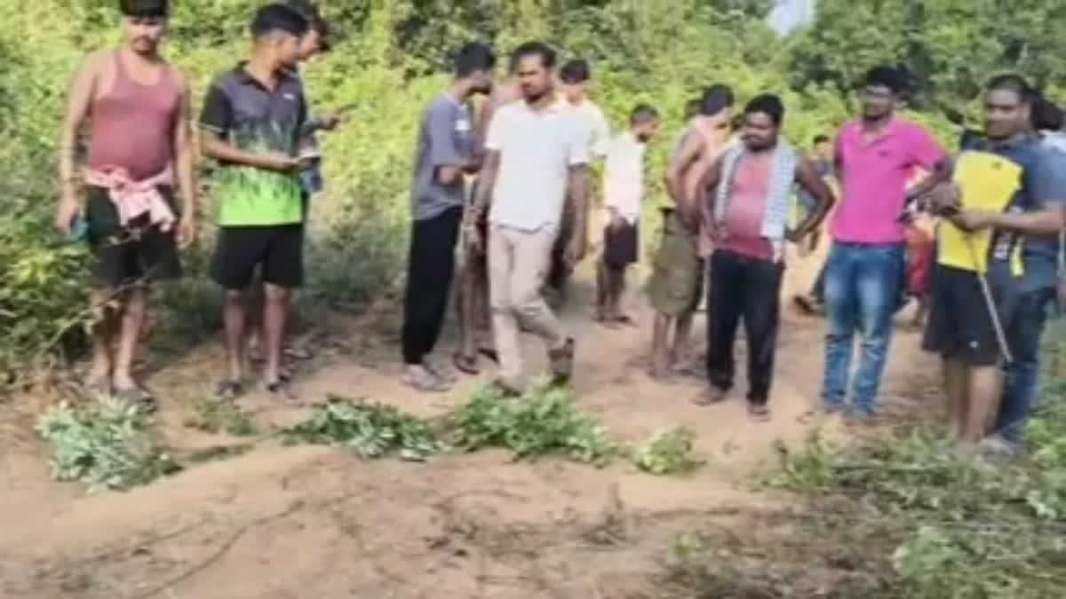 Mango Gathering Turns Fatal: Two Die In Elephant Attacks In Odisha's Angul