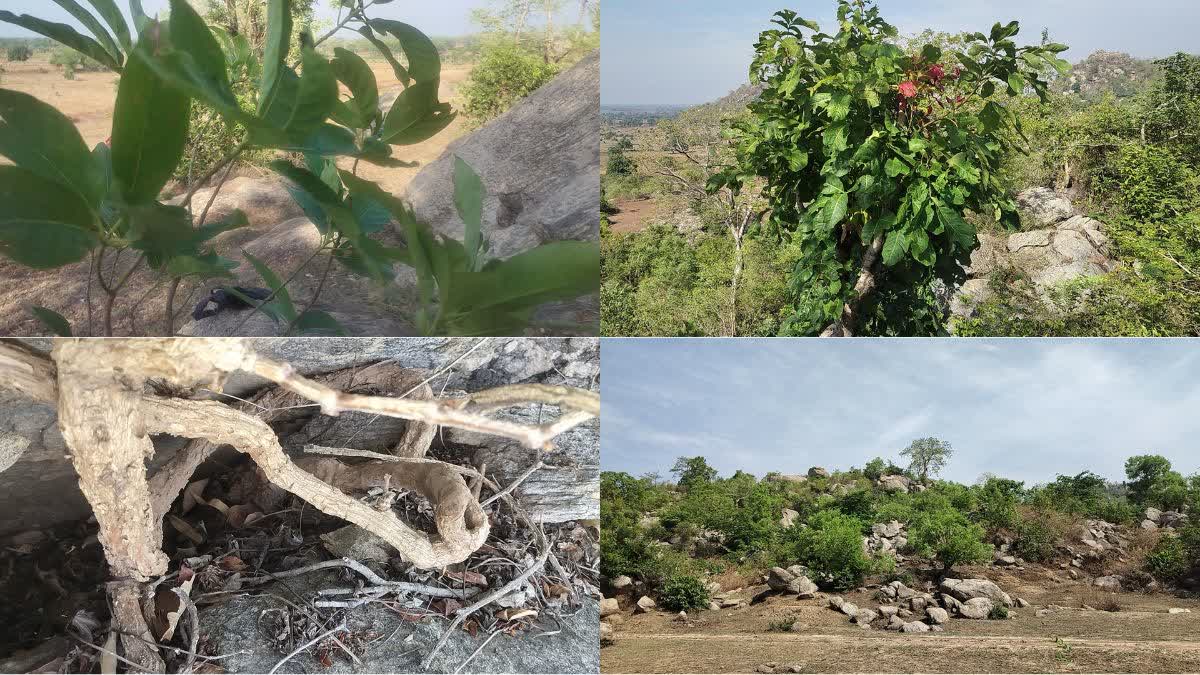 Bihar: Efforts Underway To Tap Potential Of Medicinal Plants Growing On ...