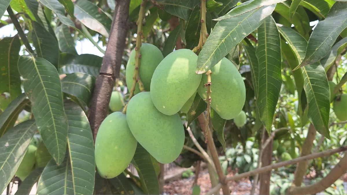 Indian Mangoes Face Japanese Export Hurdle As Vapour Heat Treatment ...