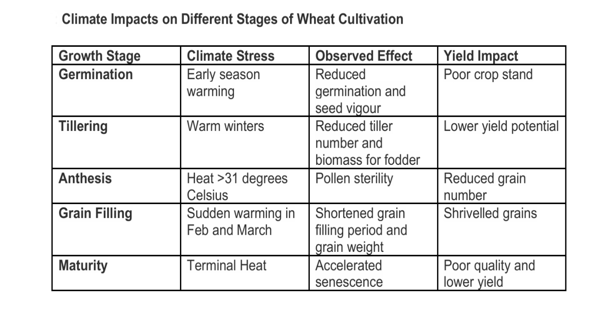 Rising Winter Heat Threatens India’s Wheat Harvest And Food Security: Study