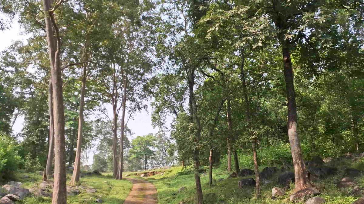 Palamu Forests In Jharkhand Set For Detailed Survey Ahead Of New ...