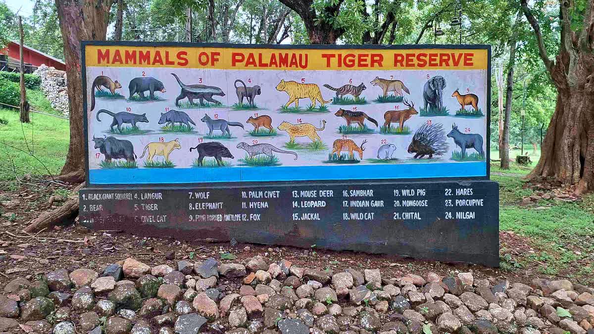 Once Home to White Tigers and Lions, Bihar and Jharkhand Face Shrinking ...