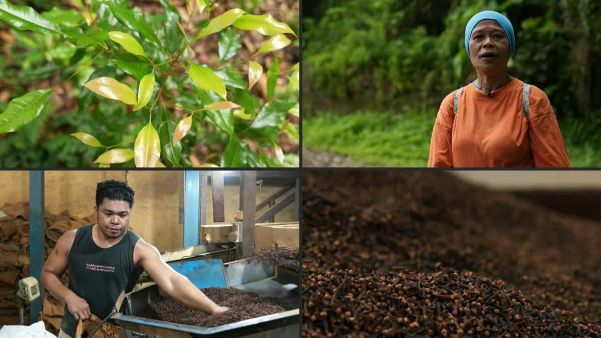 Climate Change Takes Spice From Indonesia Clove Farms