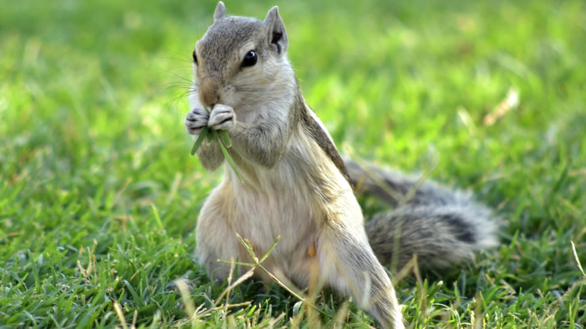 Rajasthan: Panic At Udaipur University As Aggressive Squirrel Attacks ...