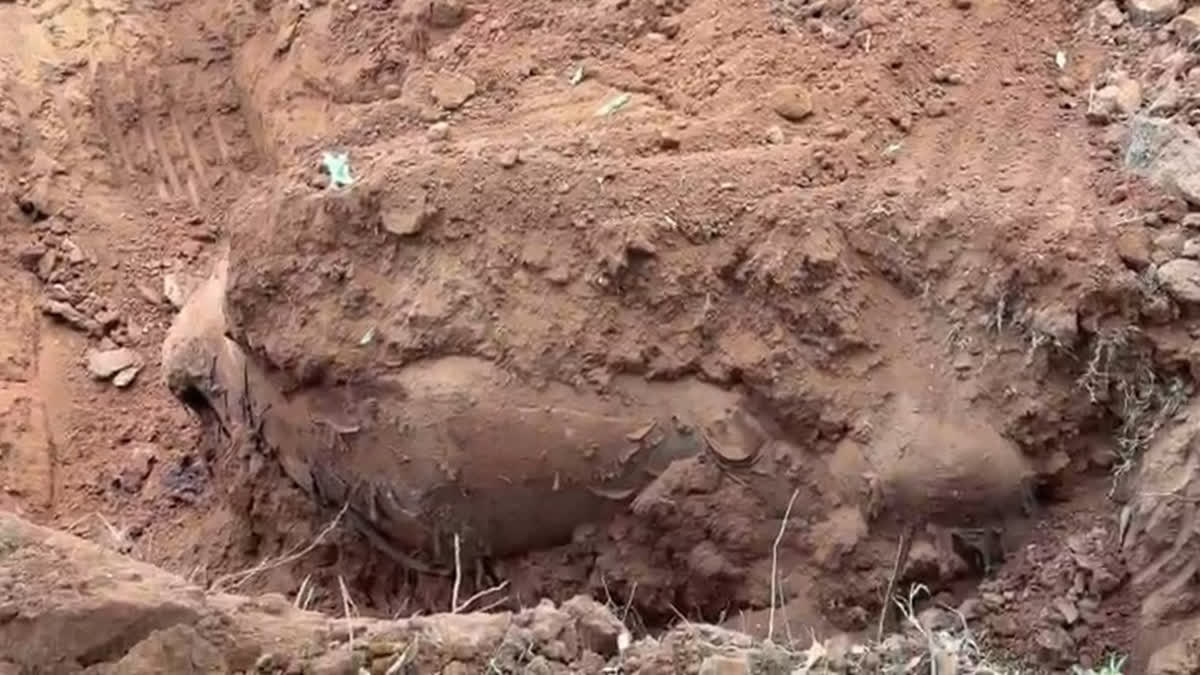 Elephant 'Secretly' Buried After Electrocution Near Farmhouse In Odisha ...