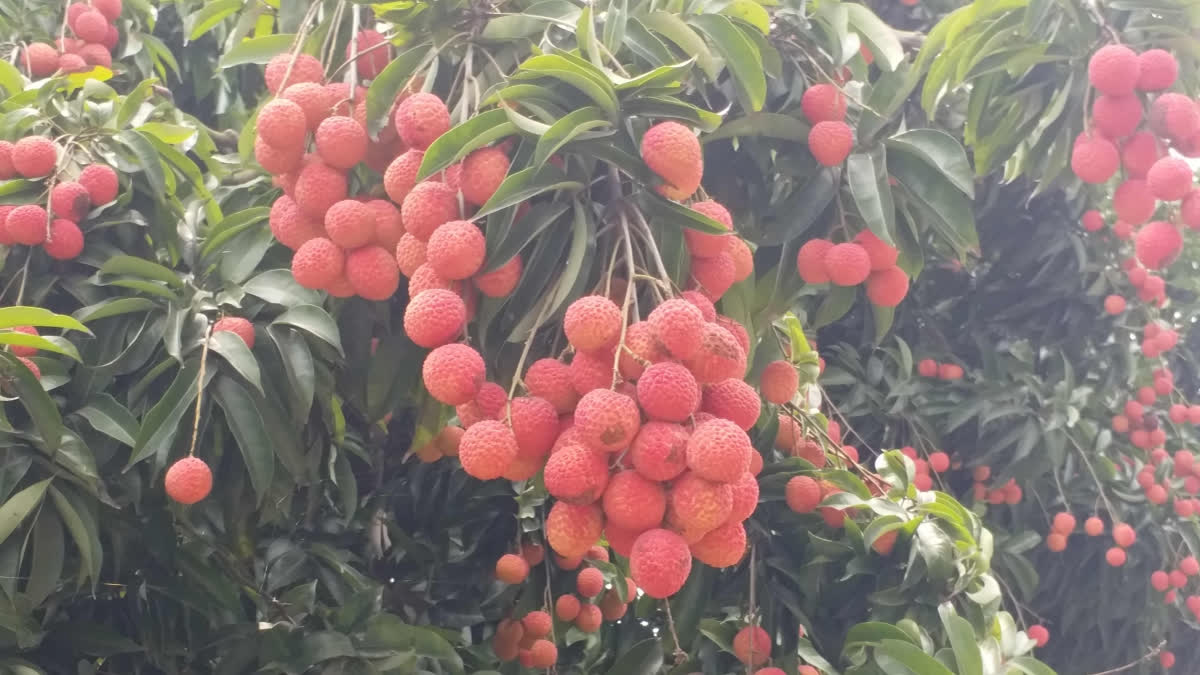 Historic Paltan Pukhuri Litchis From Tezpur Make Fresh Entry Into ...