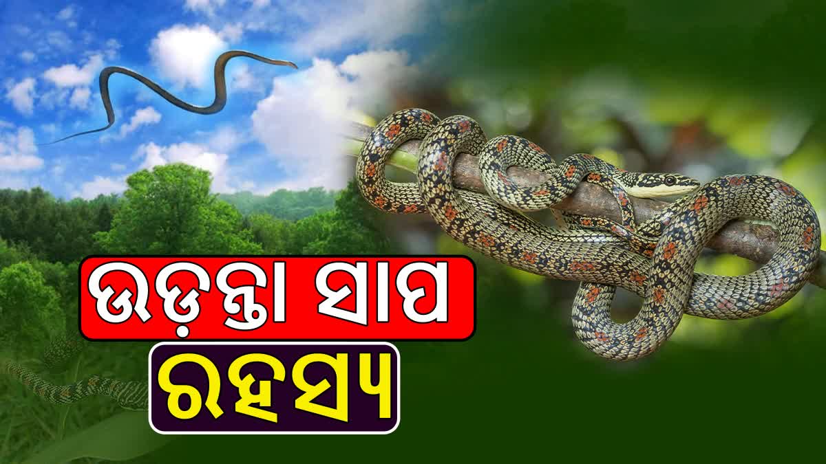କେମିତି ଉଡନ୍ତି 'ତକ୍ଷକ ନାଗ' ? କ'ଣ ରହିଛି ଏହି ସାପଙ୍କ ରହସ୍ୟ ଜାଣନ୍ତୁ ...
