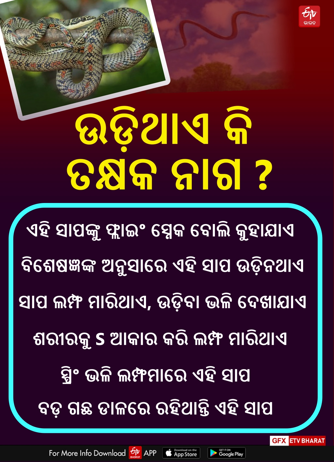 କେମିତି ଉଡନ୍ତି 'ତକ୍ଷକ ନାଗ' ? କ'ଣ ରହିଛି ଏହି ସାପଙ୍କ ରହସ୍ୟ ଜାଣନ୍ତୁ ...