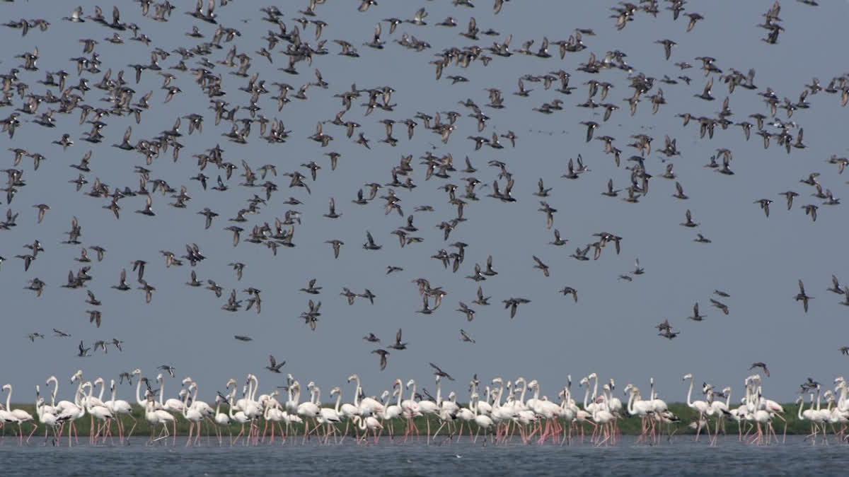 Pravasi Bharatiya Divas: Overseas Indians To Participate In Chilika ...