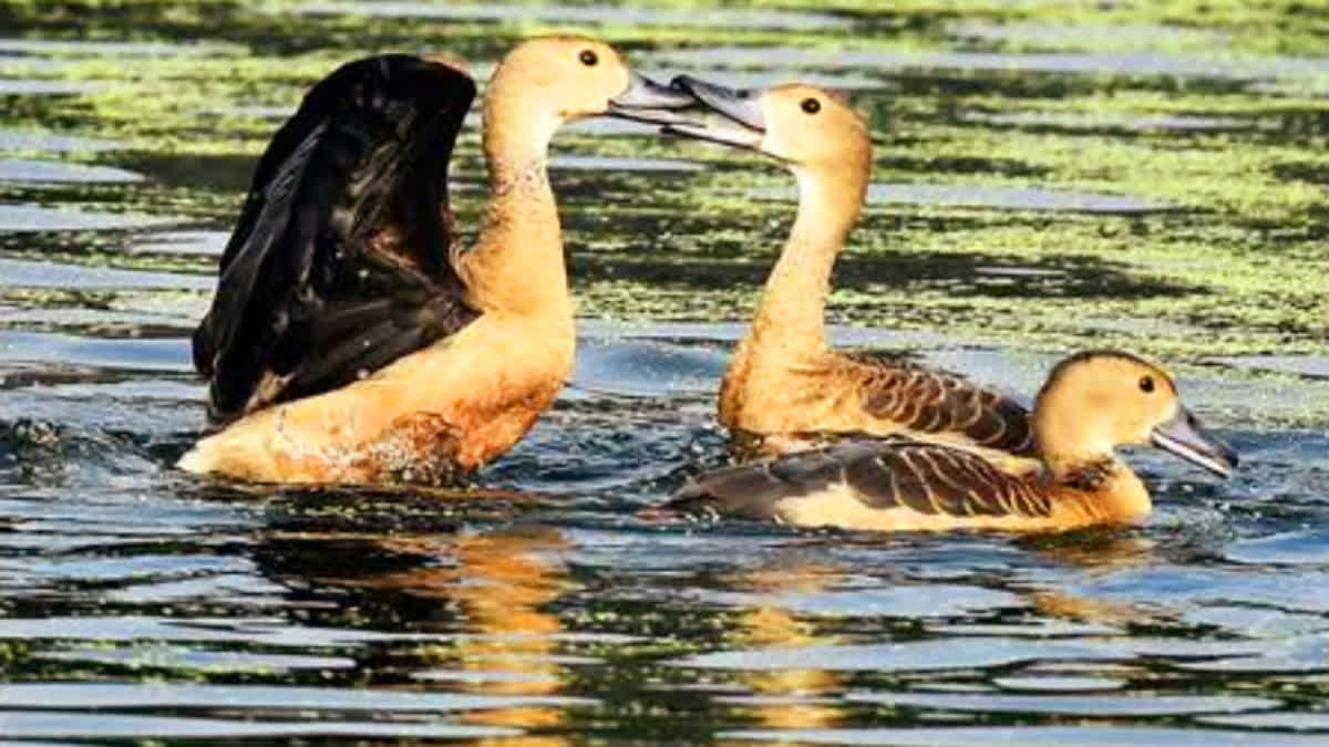 Rajdhani Lake In Bihar's Patna Becomes Winter Haven For Migratory Birds