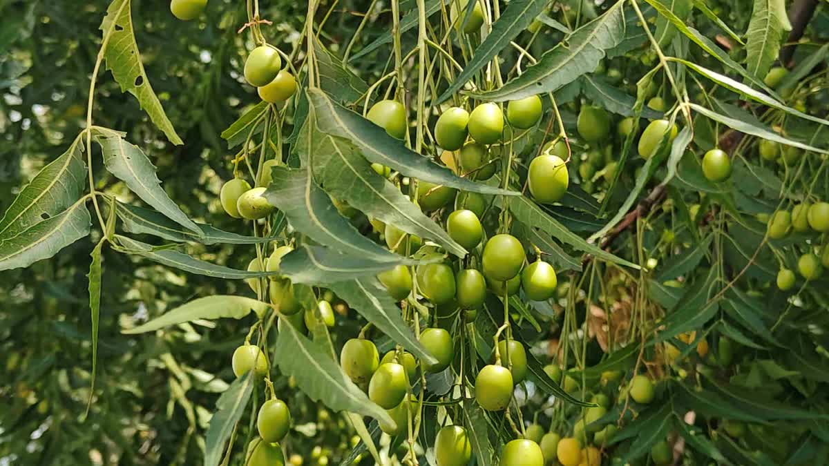 नीम कुदरत का वरदान, निंबोली में औषधीय गुणों की भरमार, जानिए कैसे करें ...