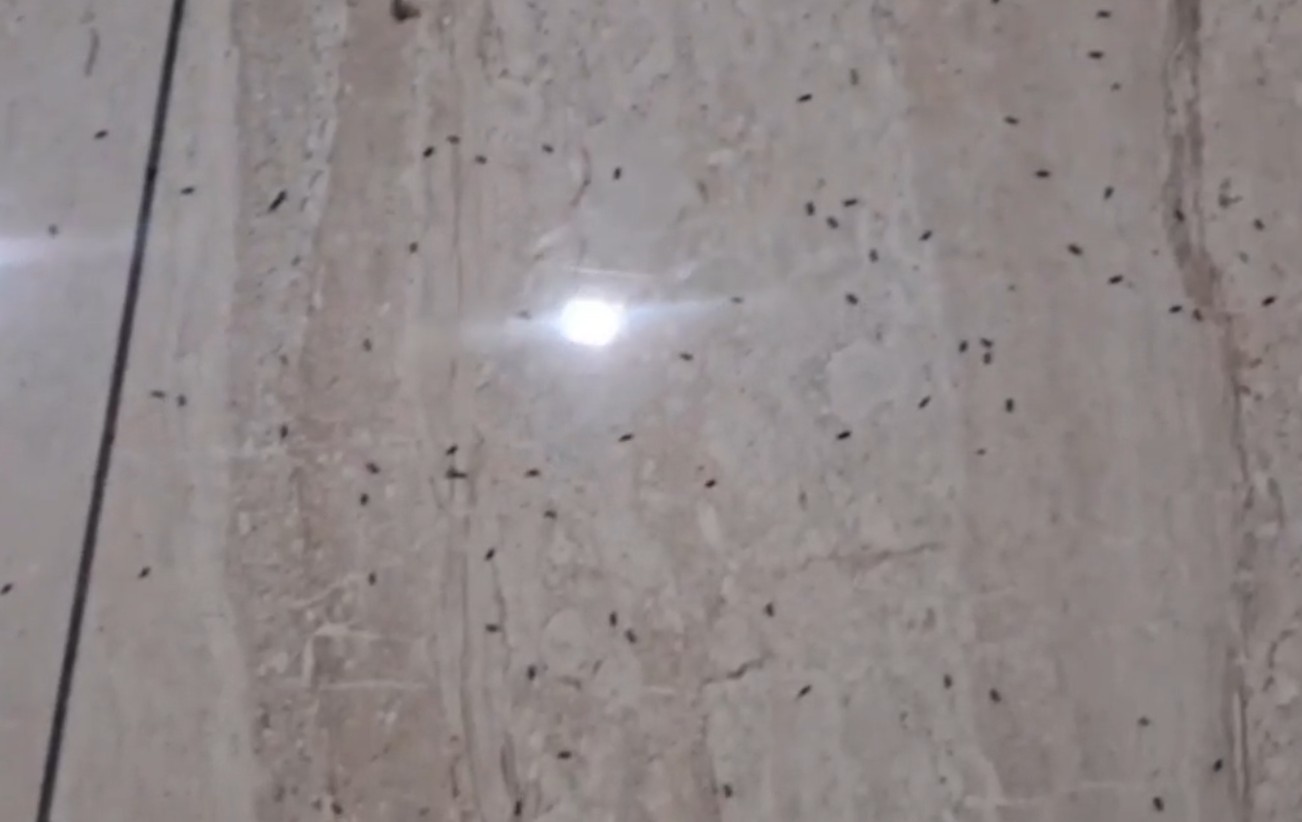 यमुनानगर में सुरसुरी का आतंक! हैफेड गोदाम के साथ लगते गांवों के लोग ...