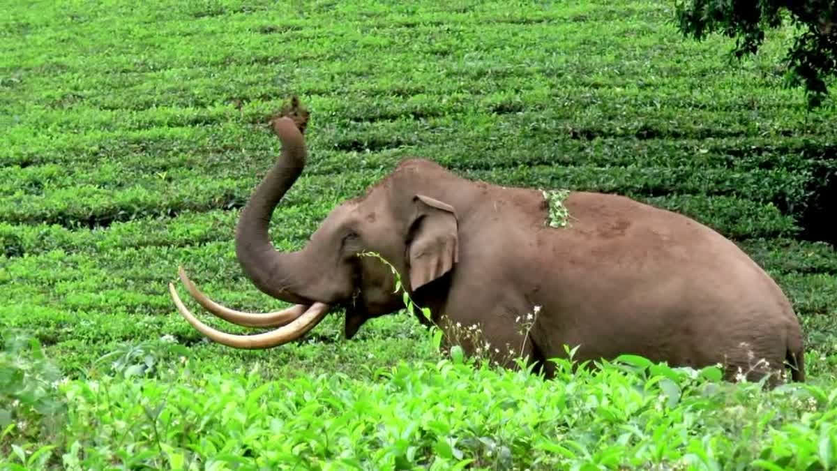 ഹൈറേഞ്ചിനെ ഭീതിയിലാഴ്ത്തി പടയപ്പയും വിരികൊമ്പനും; ബൈക്ക് യാത്രിക ...