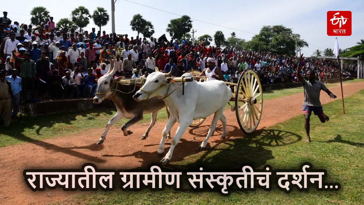 बैलगाडा शर्यत... महाराष्ट्रातील ग्रामीण संस्कृतीचं दर्शन दाखवणारा ...