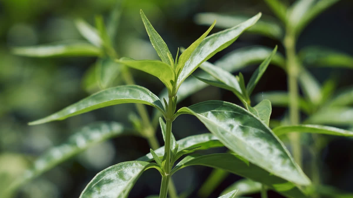 This Wonder Herb Is Called The 'King of Bitters' And Will Cleanse Your ...