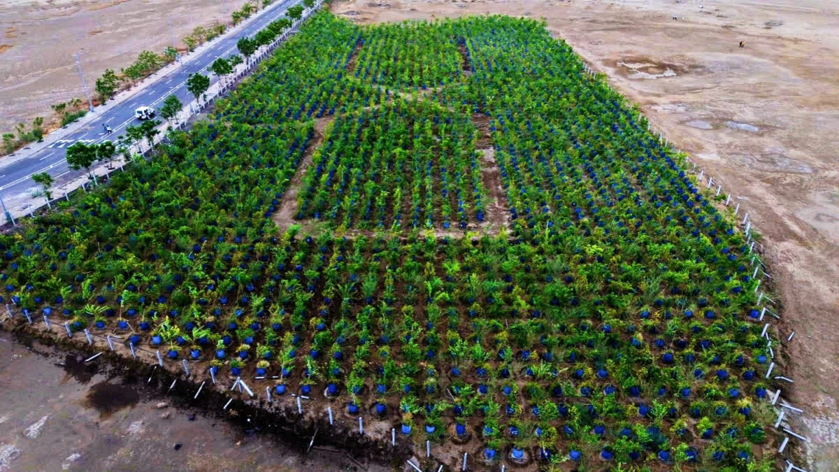 Innovative Drum Plantation Transforms Barren Land In Gujarat's ...