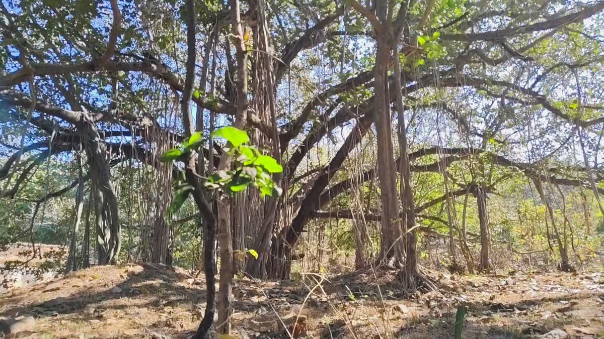 पन्ना में सदियों पुराने वृक्ष आज भी सीना ताने खड़े, रिसर्च में इनकी ...