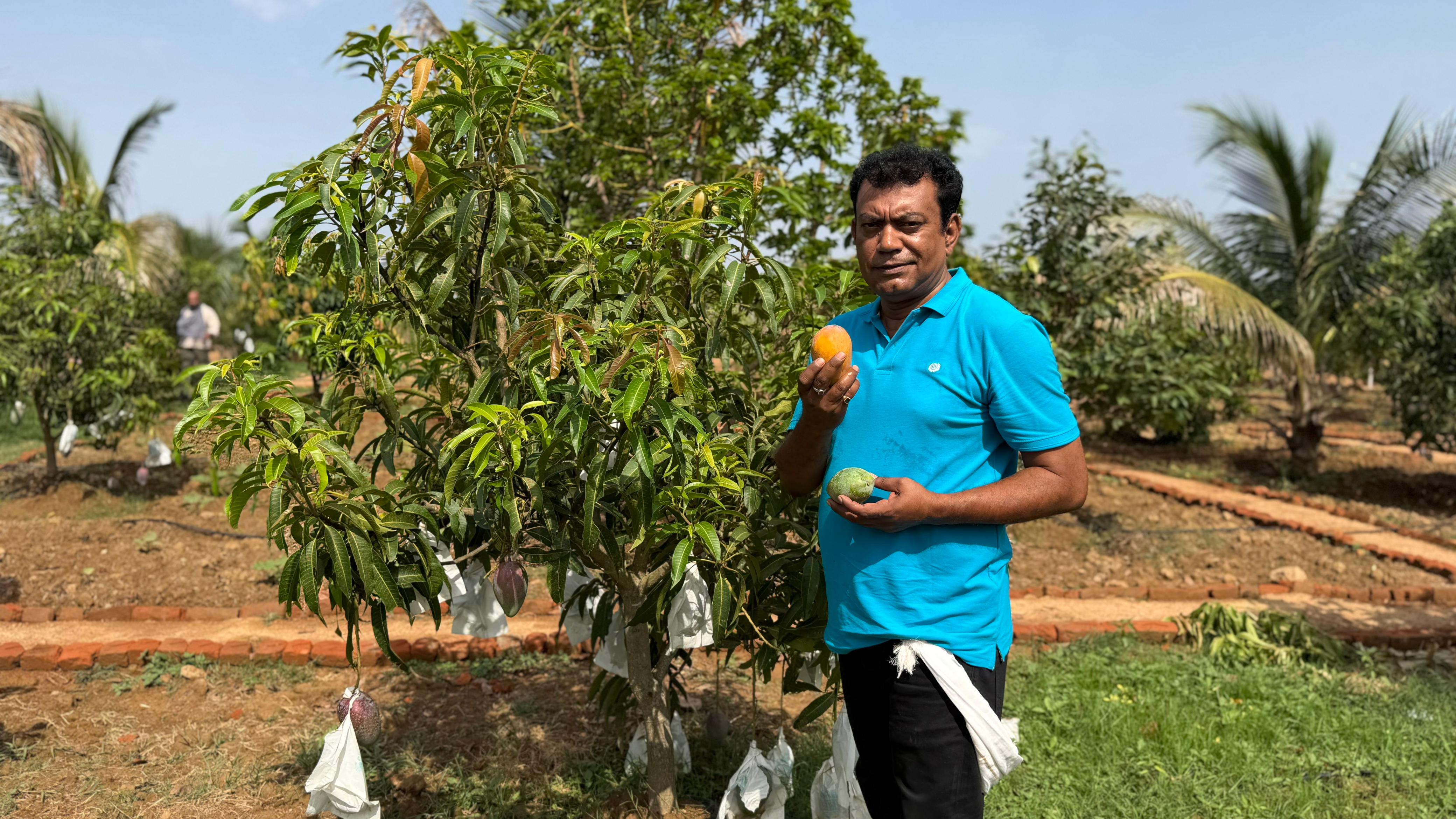 Bastar's 'Tree Man' Strikes Gold With World’s Costliest Miyazaki Mango ...