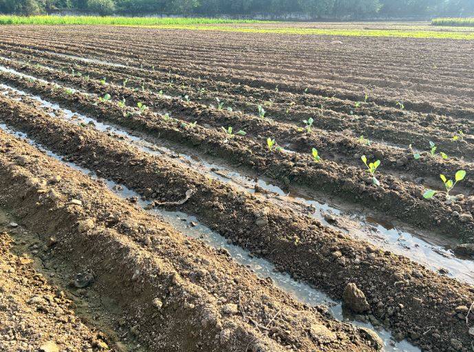 World Soil Day 2025: Land Losing Fertility Due To Carbon Deficiency ...