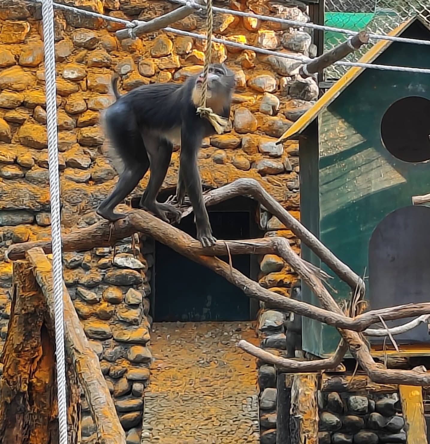Endangered Mandrill Successfully Bred At Bengal Safari Park