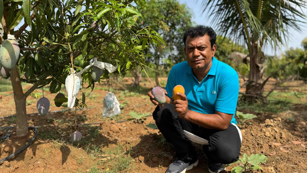 Bastar's 'Tree Man' Strikes Gold With World’s Costliest Miyazaki Mango ...