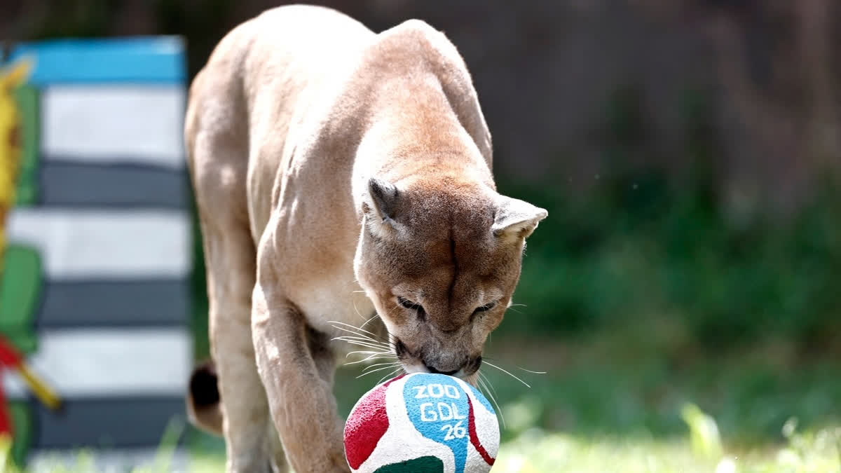 Mexico Zoo Animals Predict World Cup Match Results