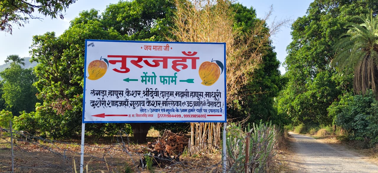 5 किलो का हो रहा नूरजहां आम, एक पीस की कीमत 5 से 6 हजार, फिर बढ़ने लगा वजन