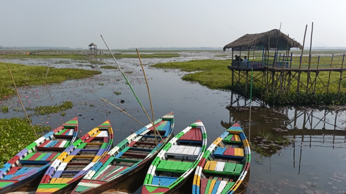 Lotus Blooms At Assam's Historic Natural Wetland Urpad Beel And Creates ...