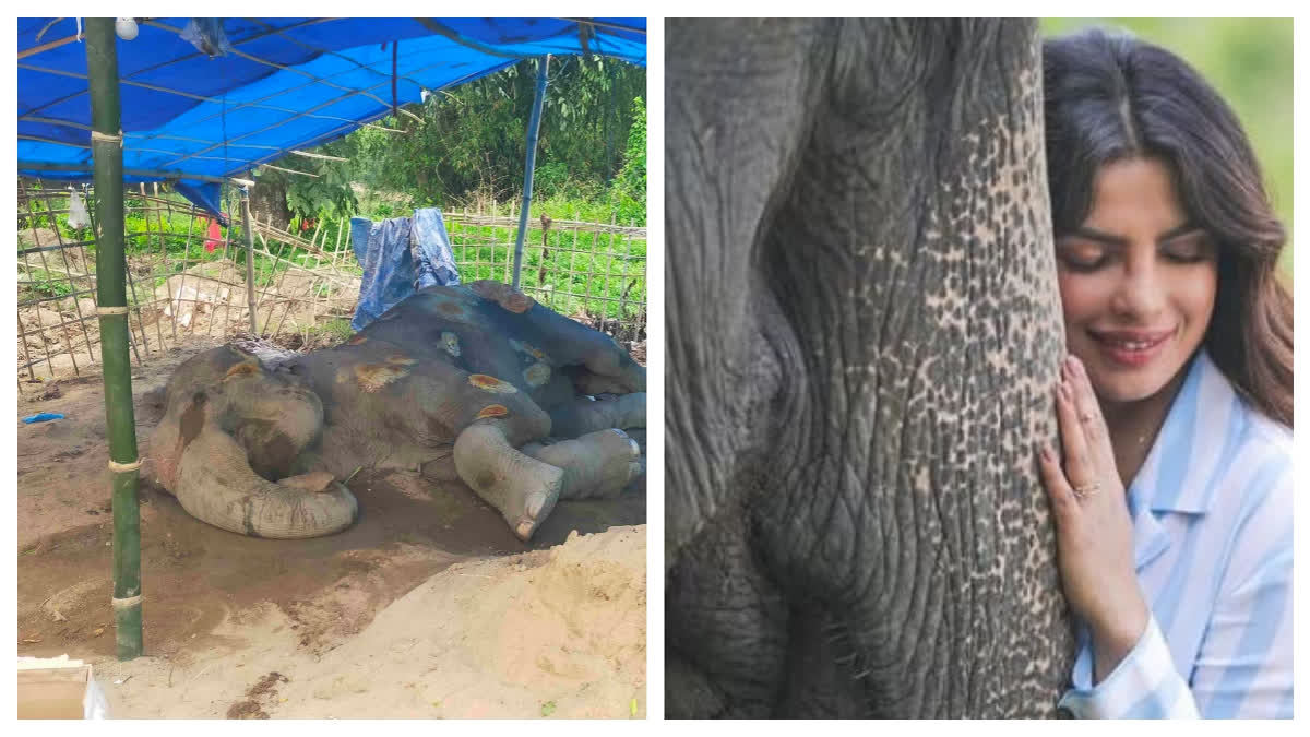 Geeta, Priyanka Chopra's Elephant Co-Star Of 'Awesome Assam' Campaign ...