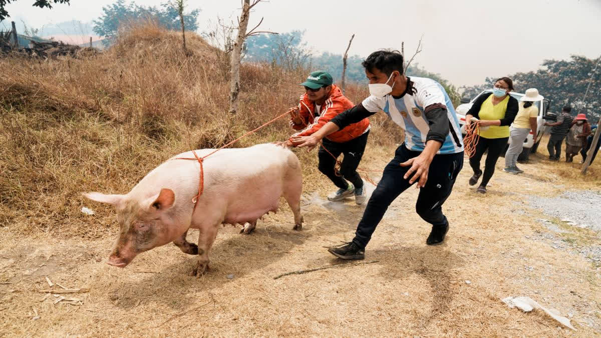 Over 33,000 Pigs Killed Or Culled As ASF Outbreak Unabated In Mizoram