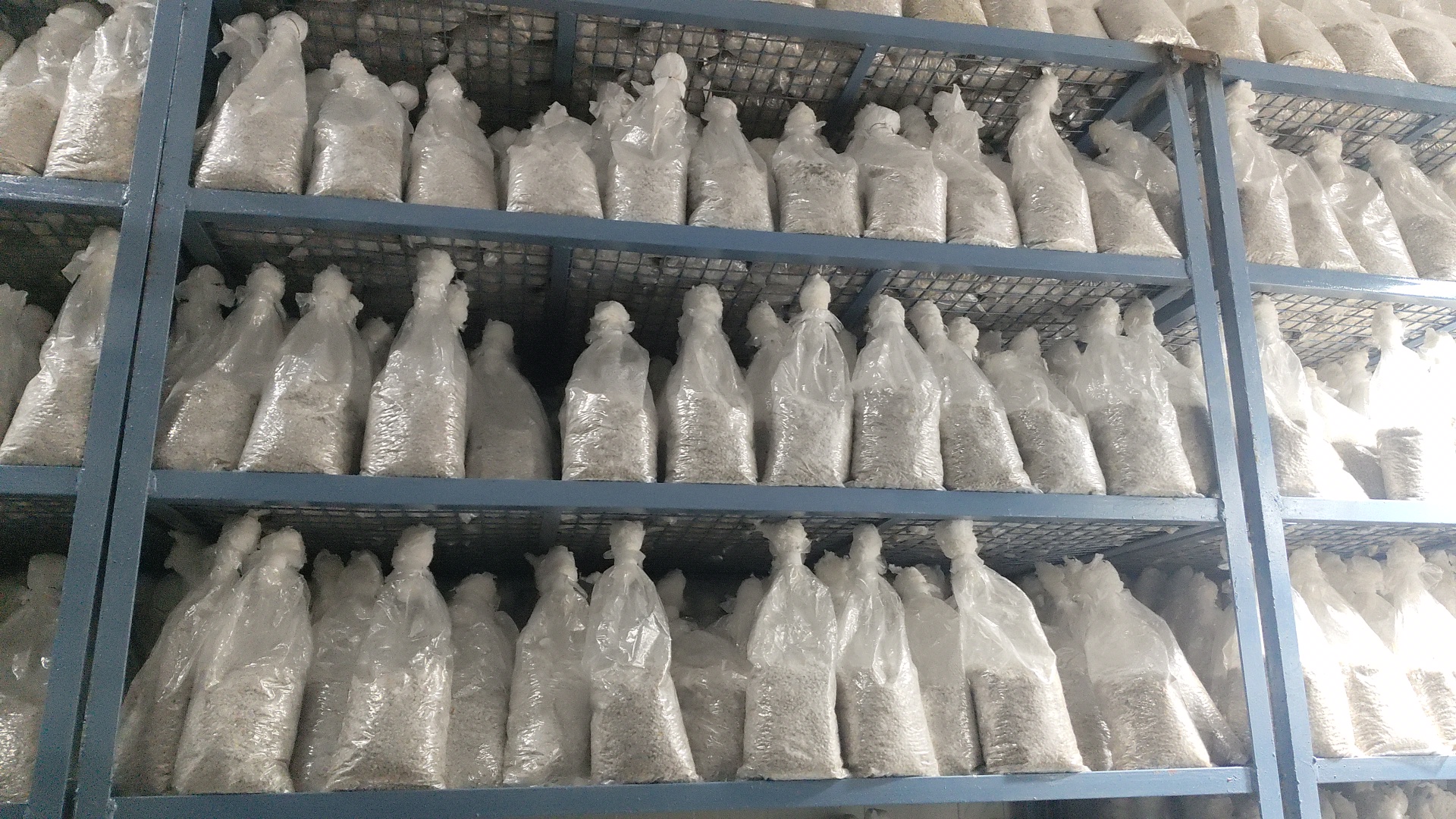 Kurukshetra’s Mushroom Millionaire Farmer Who Chose Roots Over Routes ...