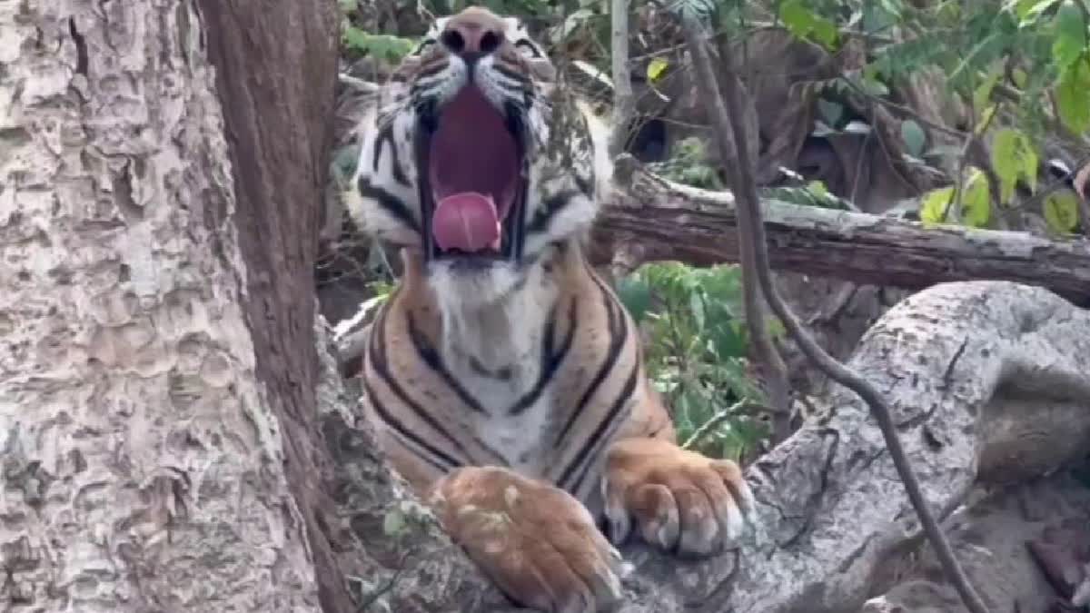 Corbett Tiger Reserve Enforces Supreme Court Ban On Mobiles To Stop ...