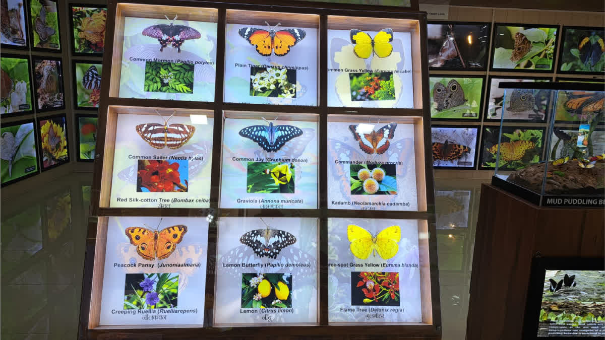 Uttarakhand's First Butterfly Gallery: An Ode To Nature's Winged Wonders