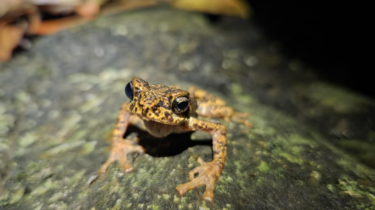 Karnataka State Symbol Tag For Honeybee, Malabar Tree Toad To Boost ...
