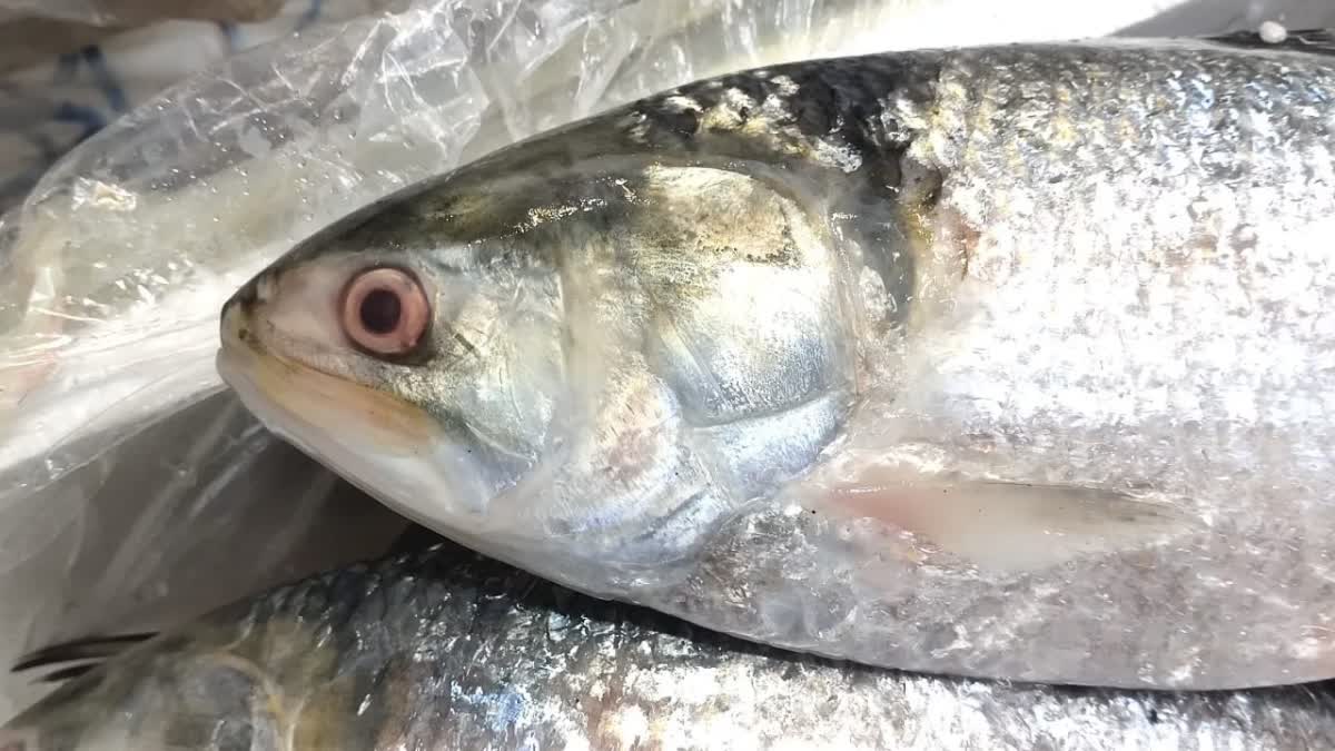 পদ্মার পুজো উপহার ! রাজ্যে আসছে টন টন ইলিশ, দাম কত