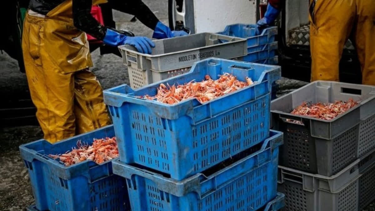 Despite US Tariffs, MPEDA Targets New Markets And Value Addition To ...