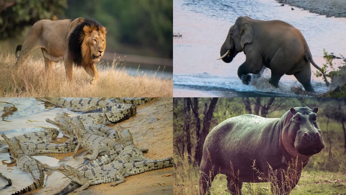 ప్రపంచంలో అత్యంత ప్రమాదకర జీవి 'దోమ'- టాప్ 10 లిస్ట్ లో ఇంకా ఏమున్నాయంటే?