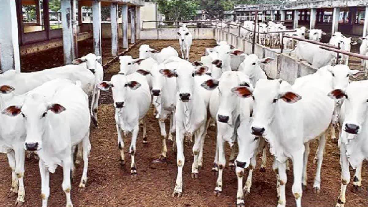 A Century Of Livestock Research, Lam Farm's Remarkable Contribution To ...
