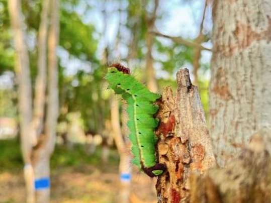 Expanding the Horizons of Muga Sericulture: Why South India Must Join ...