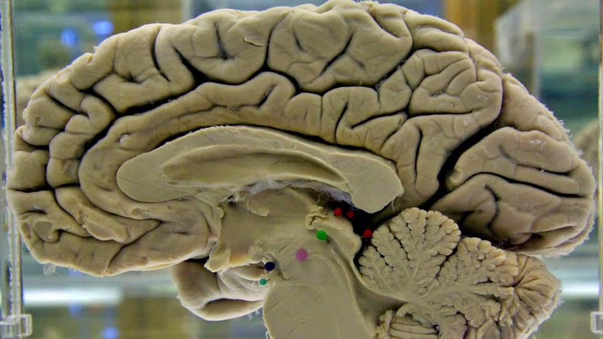 Challenging Your Brain Helps Keep It Healthy, Says New Study