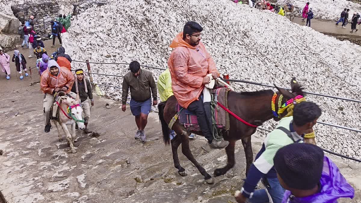 Dandi Kandis Take Charge Of Kedarnath Yatra Route As Horse-Mule Travel ...