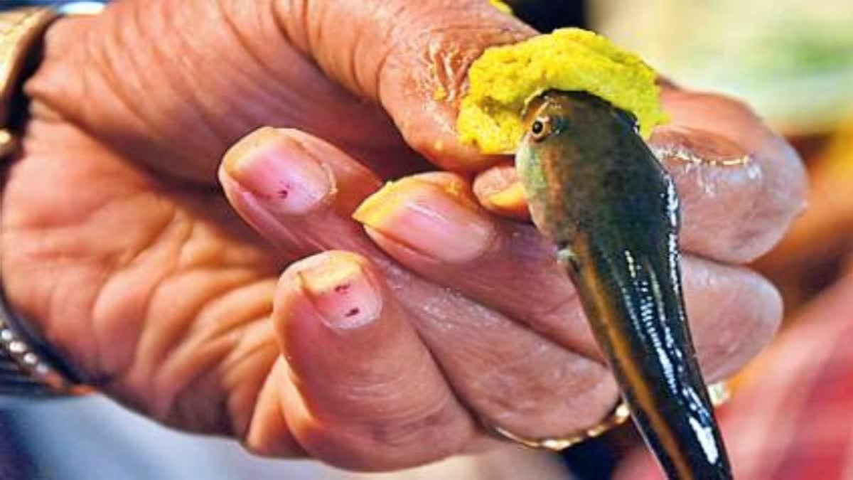 Fish Prasadam Distribution Begins In Hyderabad, Lakhs Expected At ...
