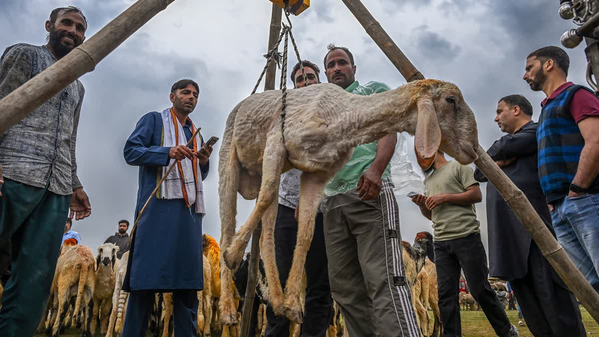 Rs 18 Crore Collected In A Year: Kashmir Mutton Dealers Urge Action On ...