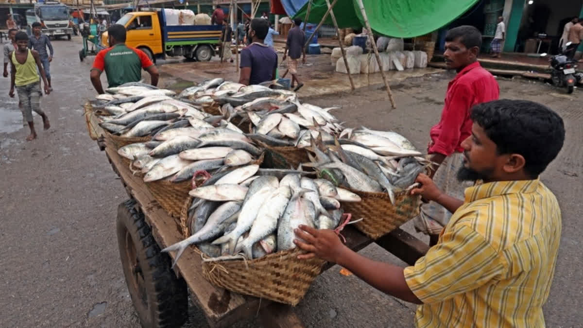 Bangladesh Allows Export Of 1,200 Tonnes Of Hilsa To India Ahead Of ...