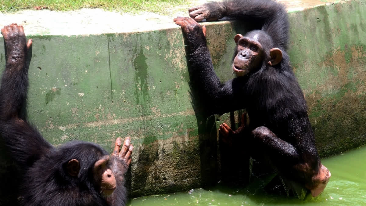 Chimps Might Perform Difficult Tasks Better When Watched: Study