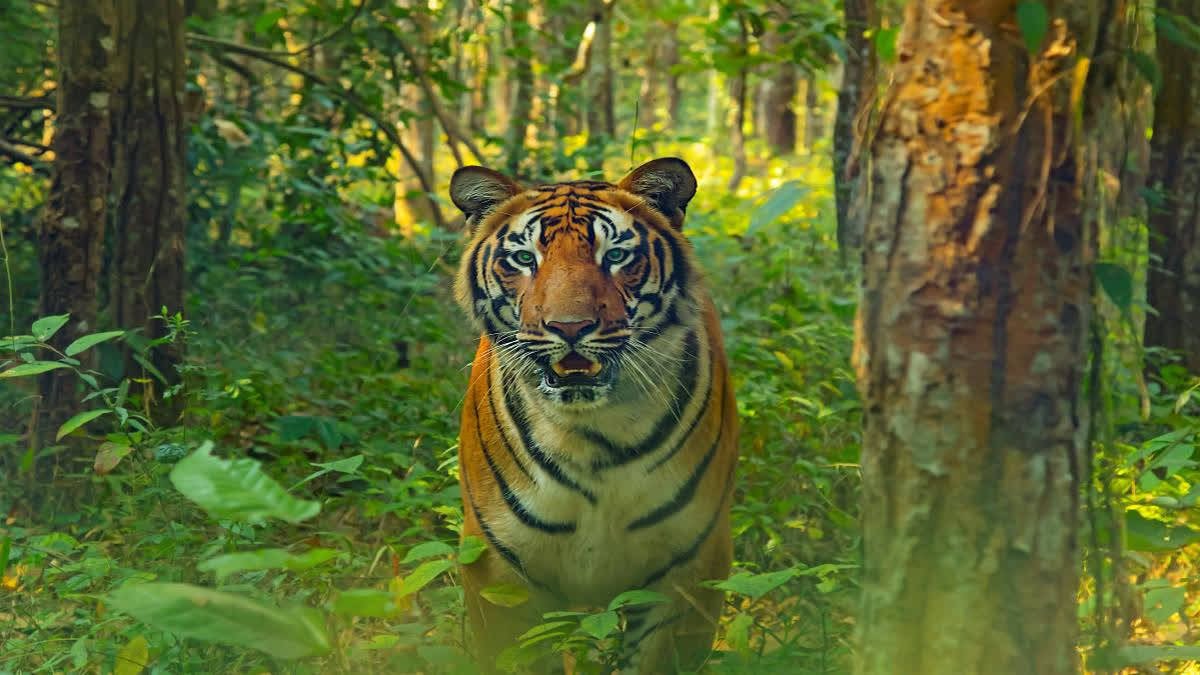 Tiger Population Increases Threefold In Assam's Manas National Park ...