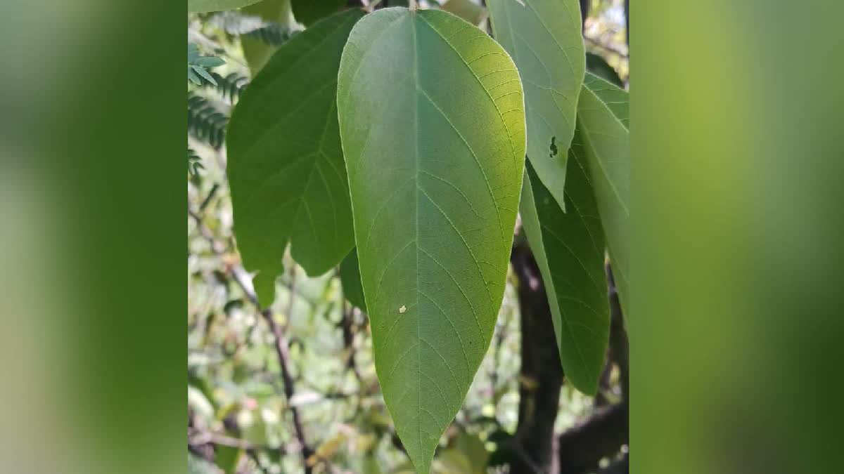 Sal Trees Can Be A New Weapon To Fight Air Pollution, Study Reveals