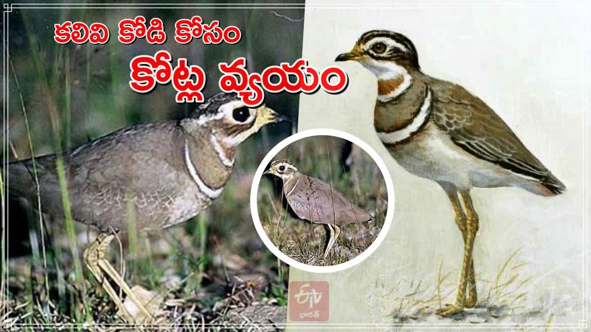 శేషాచలంలో కలివి కోడి - 'ఈ పక్షిని కనిపెట్టిన వ్యక్తికి ప్రభుత్వ ఉద్యోగం!'