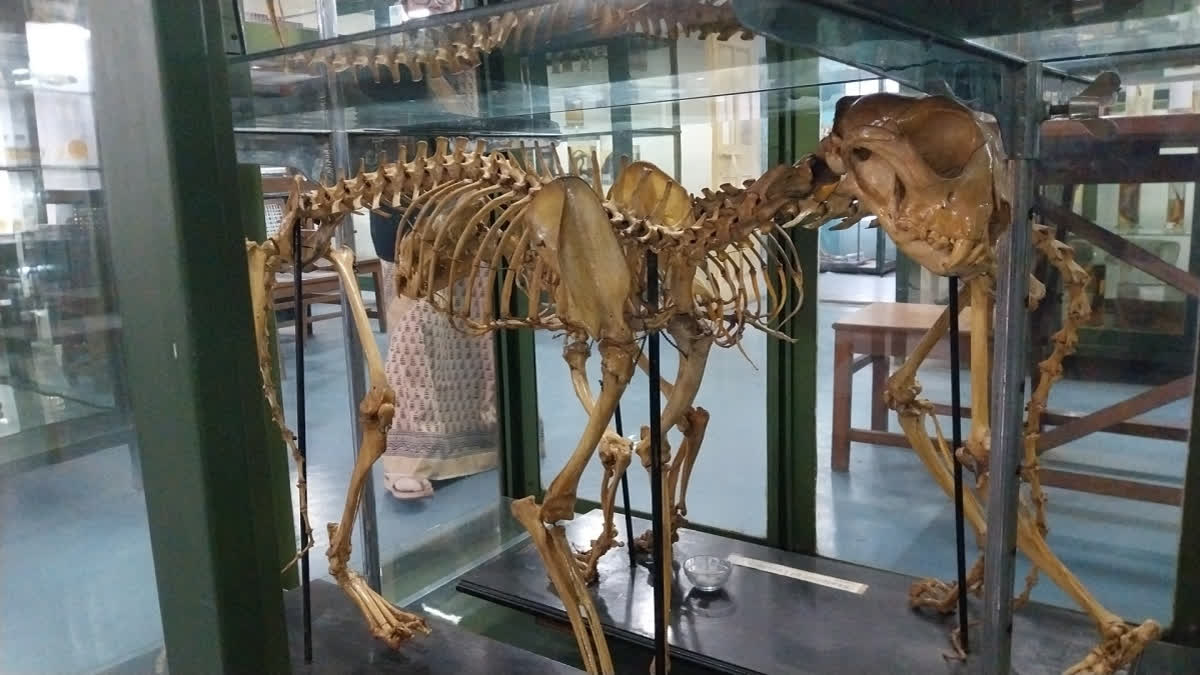 Rare Indian Cheetah Skeleton Preserved At Government Science College In ...